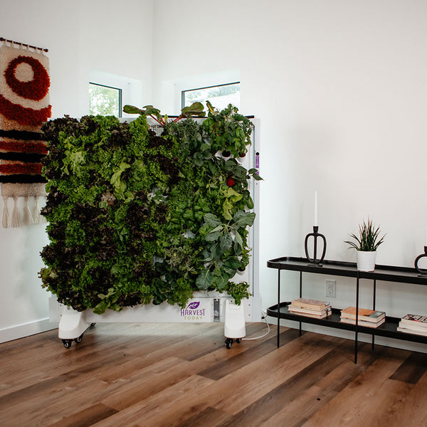 Harvest Wall For Home | Double Panel with LED Lights – Harvest Today