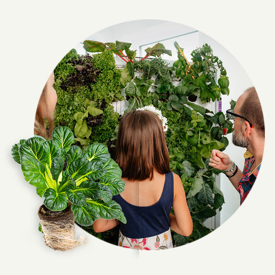 Harvest Today - Indoor Growing Made Simple